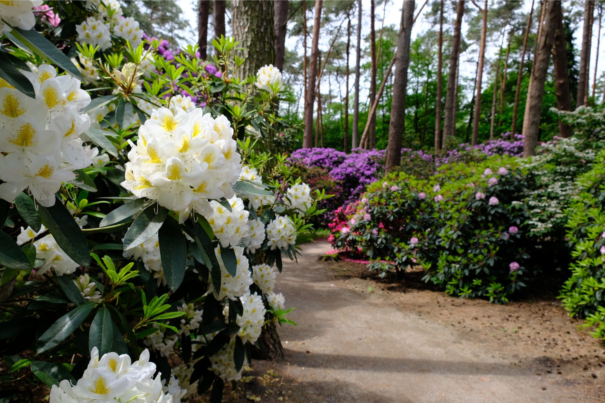 Blütenpracht in Wiefelstede | Teetied Ostfriesland: Reise-Magazin rund ...