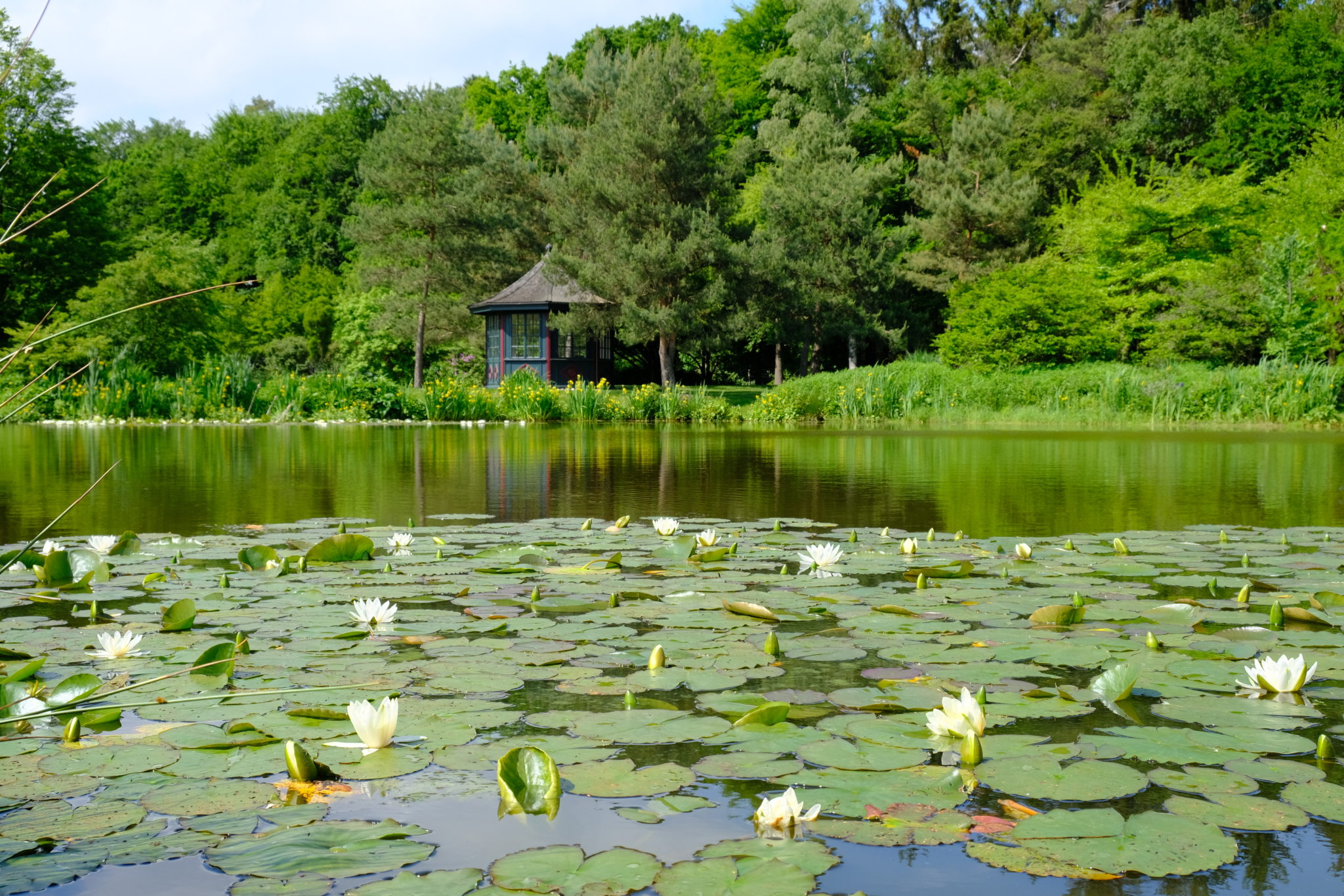 Blütenpracht in Wiefelstede | Teetied Ostfriesland: Reise-Magazin rund ...